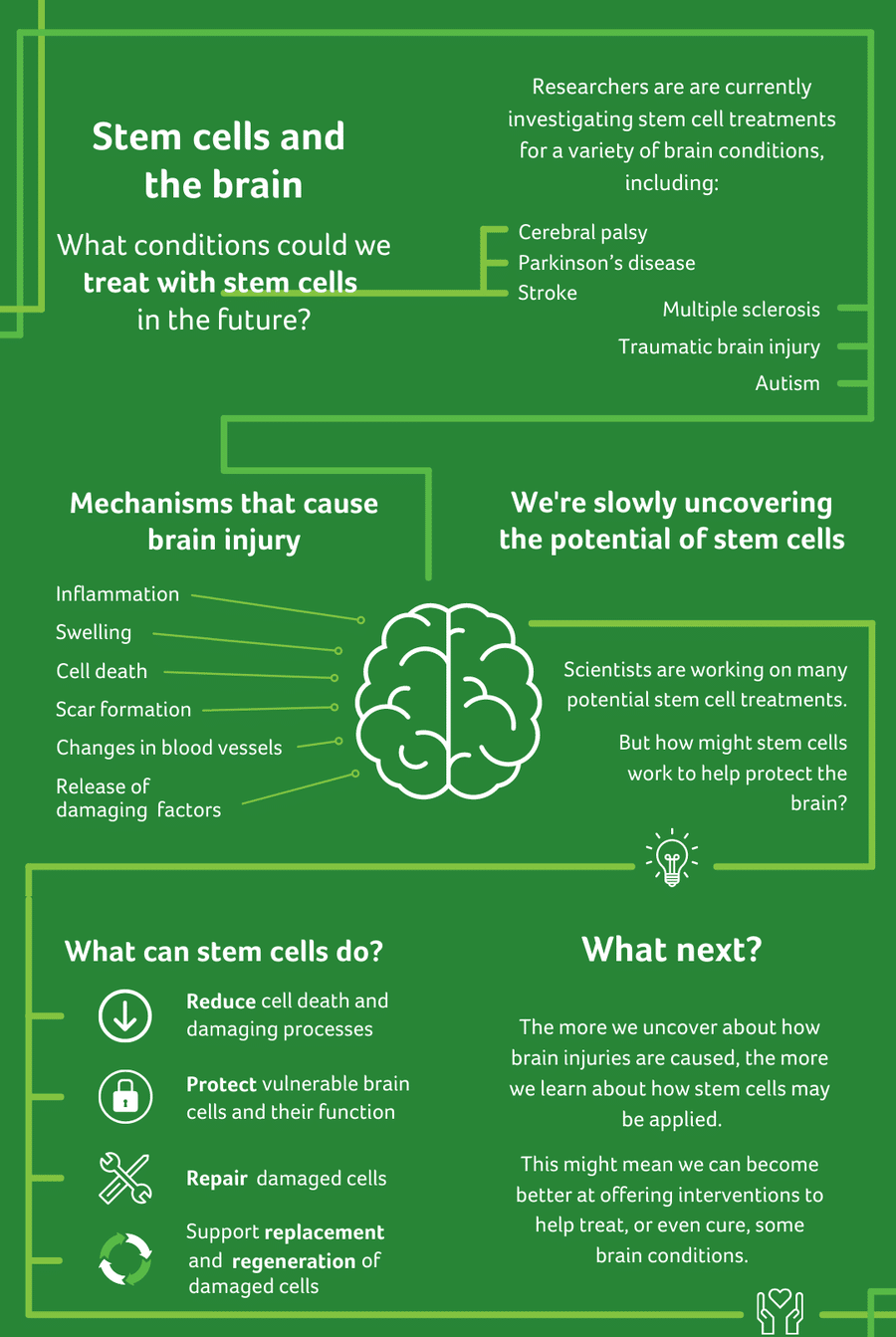 Stem cells and the brain: what conditions could we treat in the future ...